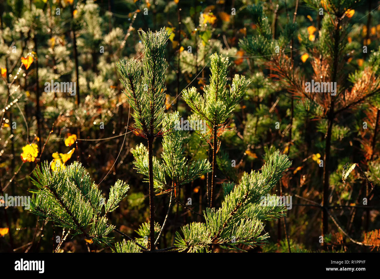 autumn cobwebs in the forest Stock Photo - Alamy