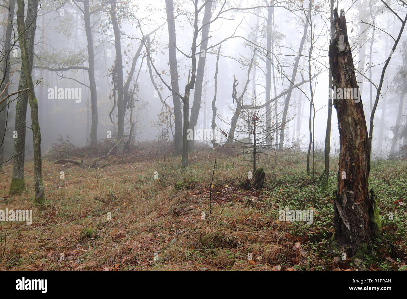 Fog in the haunted autumn forest Stock Photo - Alamy
