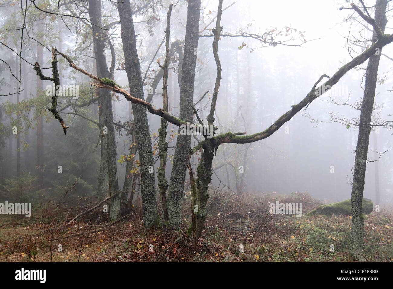 Fog in the haunted autumn forest Stock Photo - Alamy
