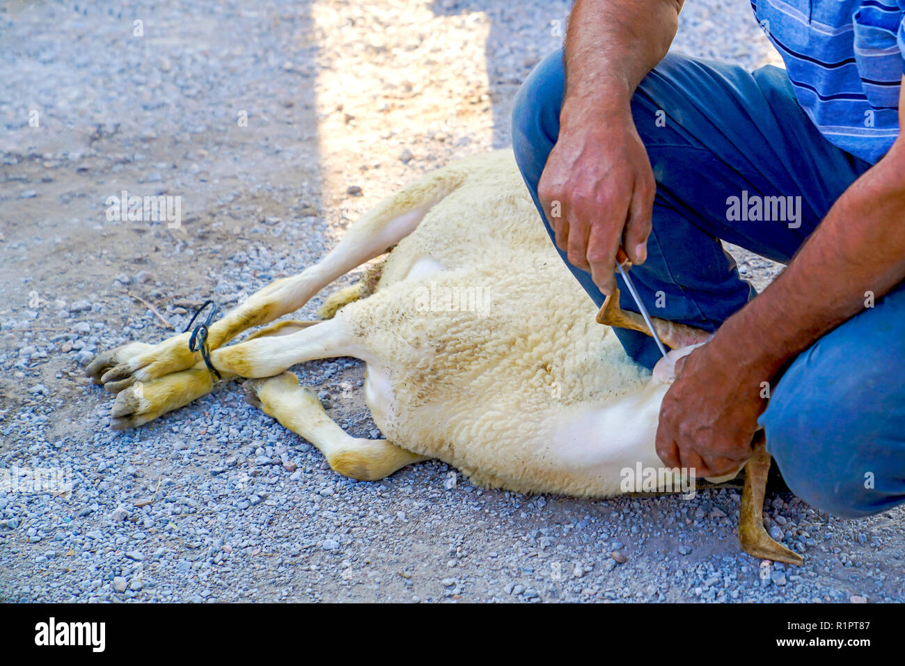 Sheep with the muslim butcher of hi-res stock photography and images ...