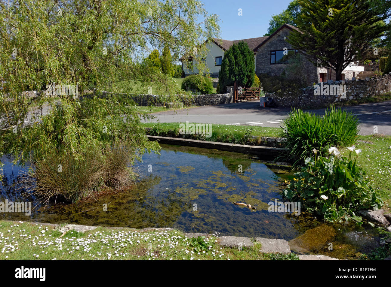 Village pond Llysworney, Vale of Glamorgan, South Wales, UK Stock Photo ...