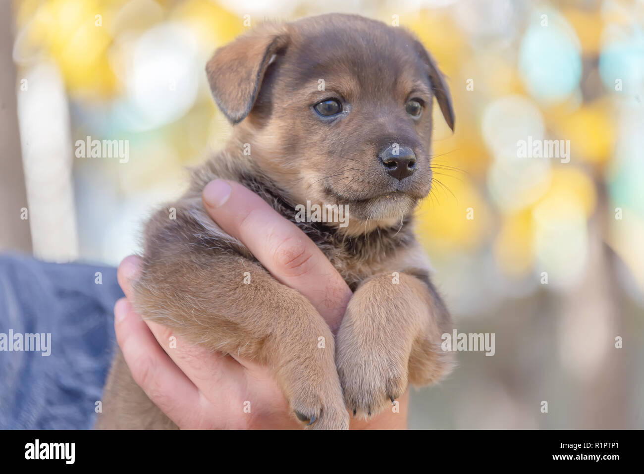 the puppy on the hands of men. a shelter for animals. the adoption of a ...