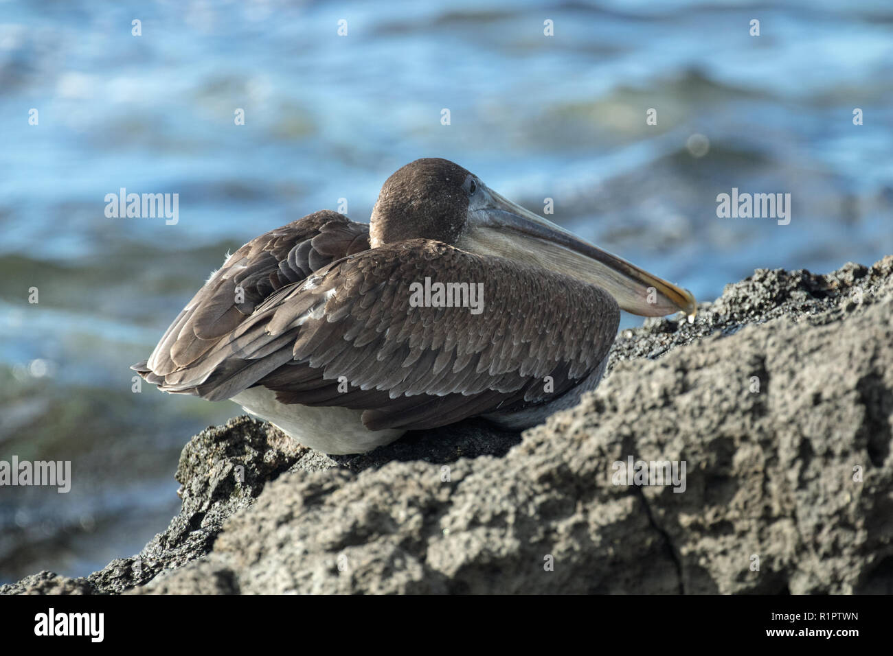 Galapagos Island Birds Stock Photo - Alamy