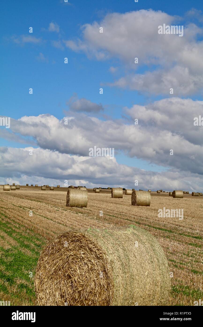 English countryside with golden round hay bales drying in the ...