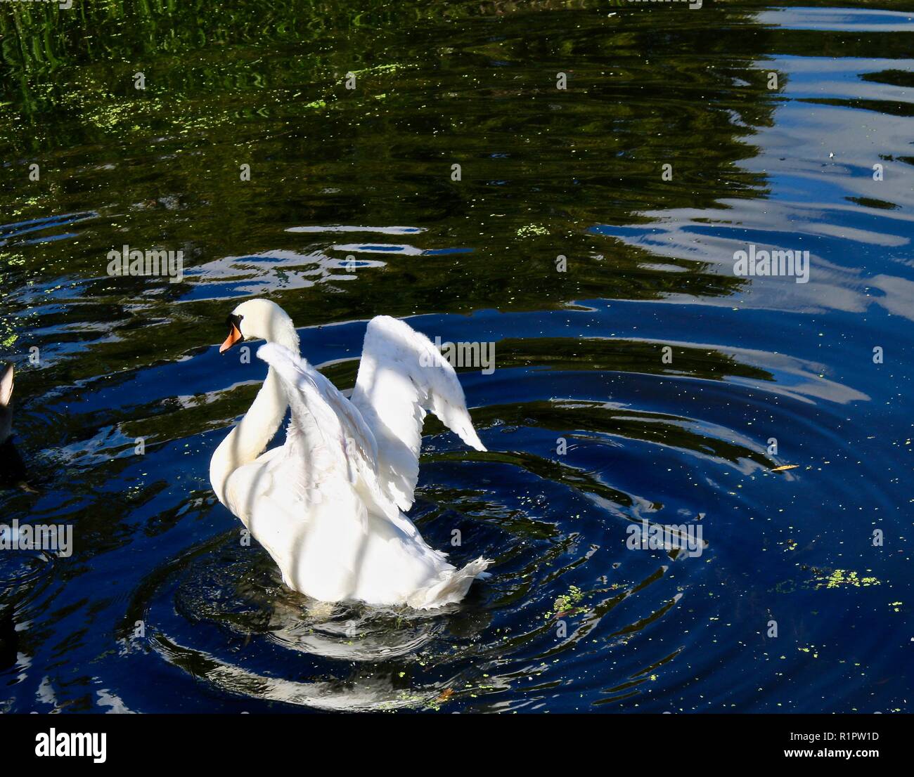 White swan floating hi-res stock photography and images - Alamy