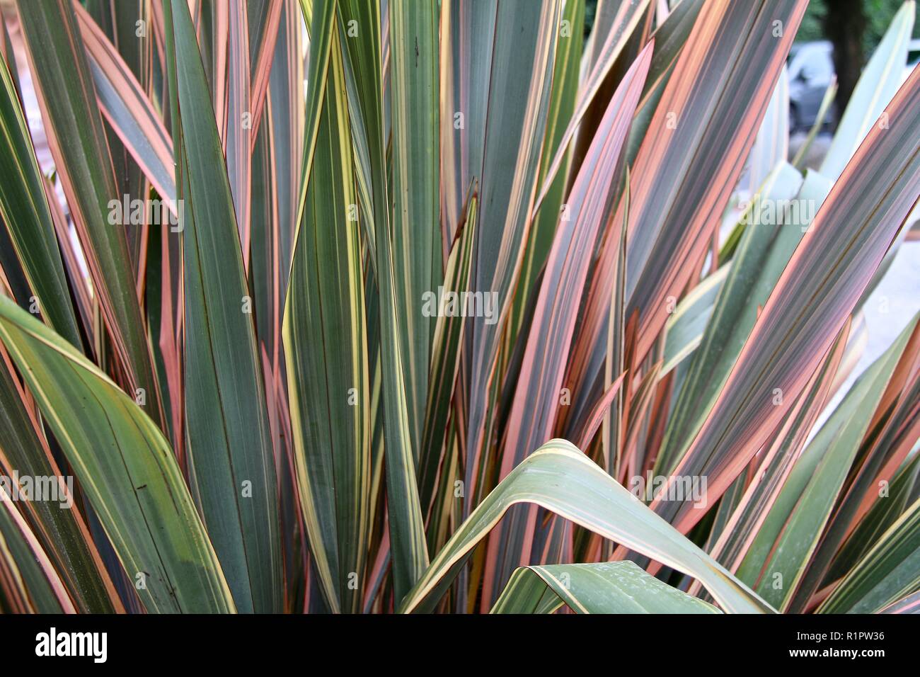 Variegated flax plant with pink new growth leaves in a garden Stock ...