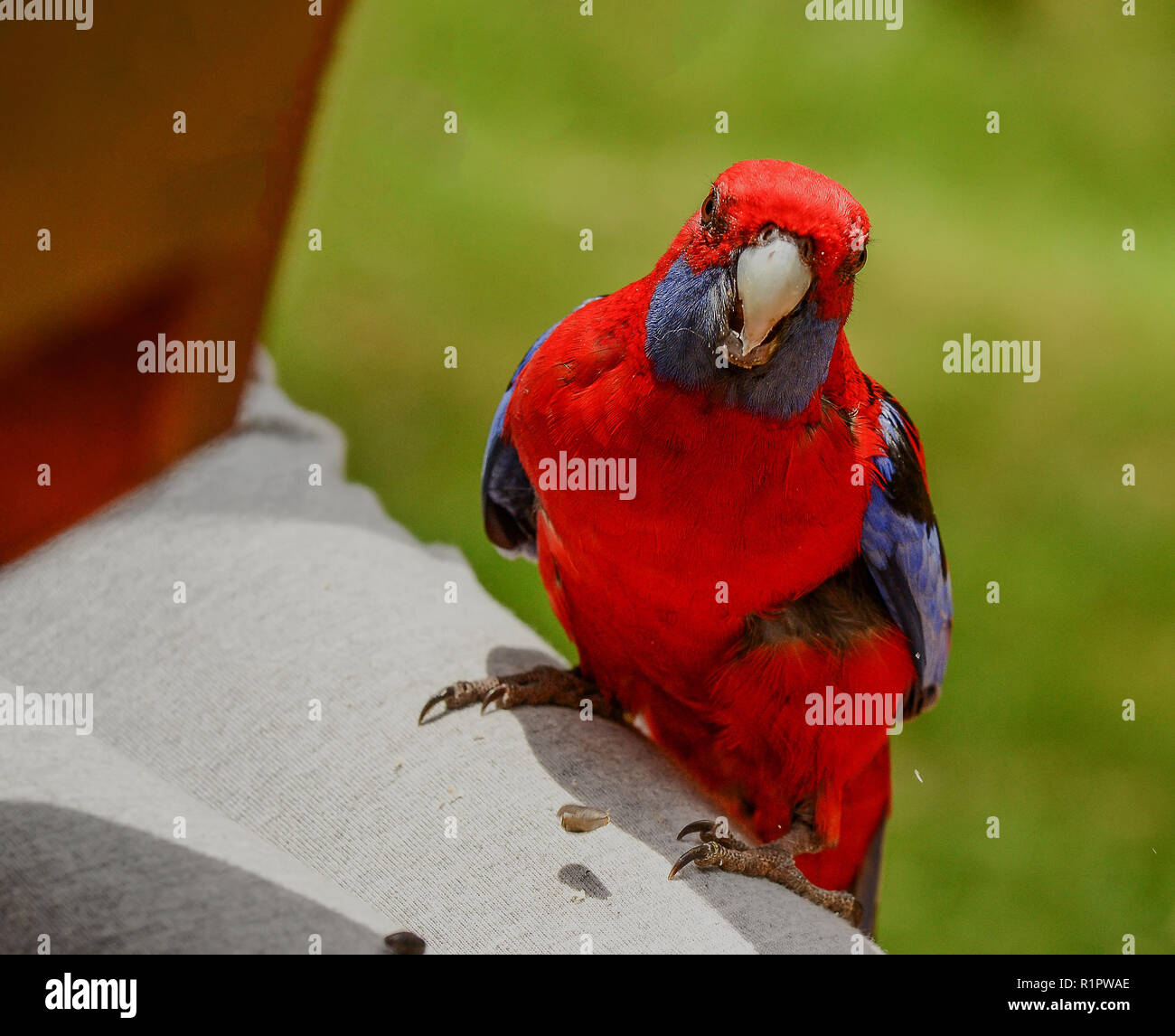 Many parrots live in the forest near Melbourne, Victoria. They are not ...