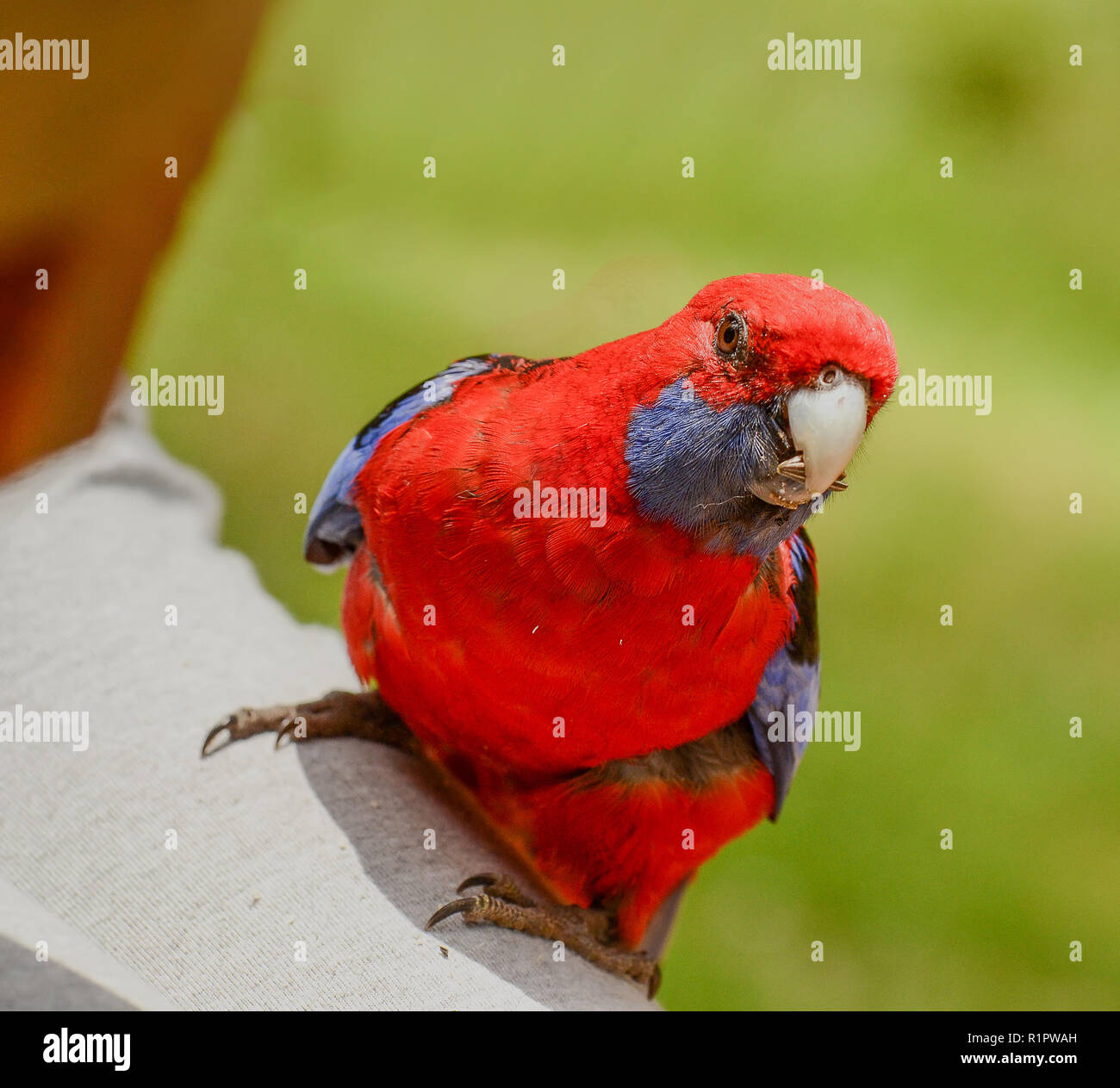 Many parrots live in the forest near Melbourne, Victoria. They are not ...