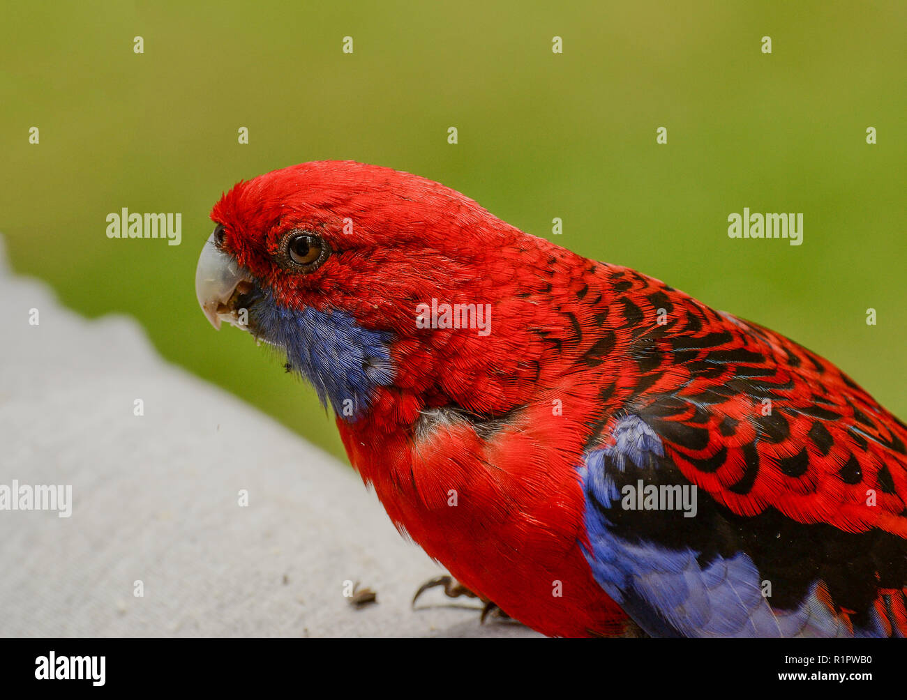 Many parrots live in the forest near Melbourne, Victoria. They are not ...