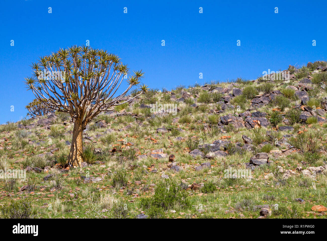 Driving through the arid landscape of the Northern Cape province of ...