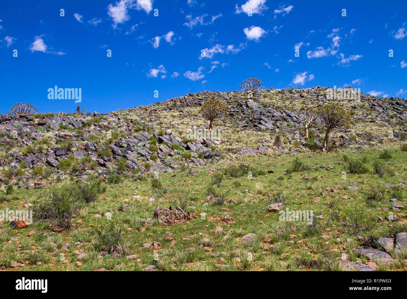 Driving through the arid landscape of the Northern Cape province of ...