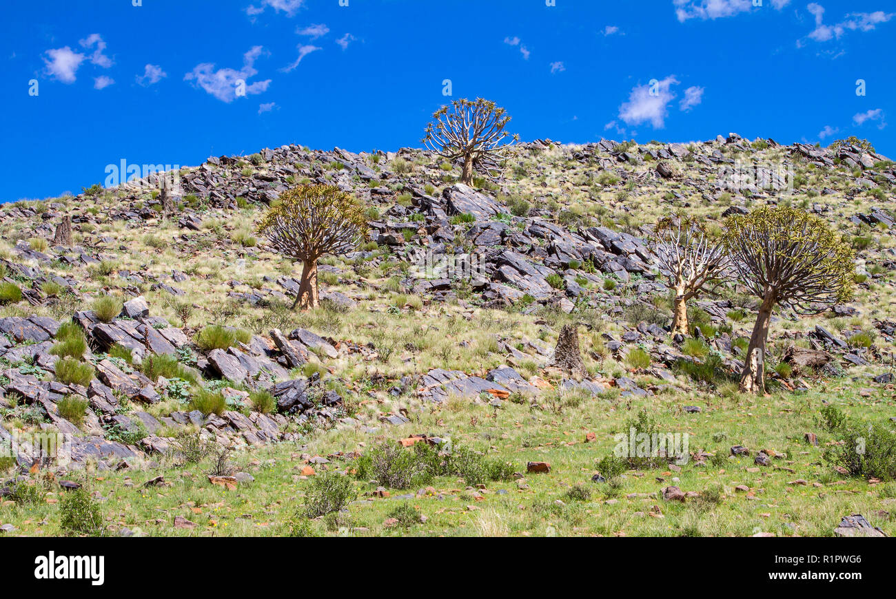 Driving through the arid landscape of the Northern Cape province of ...