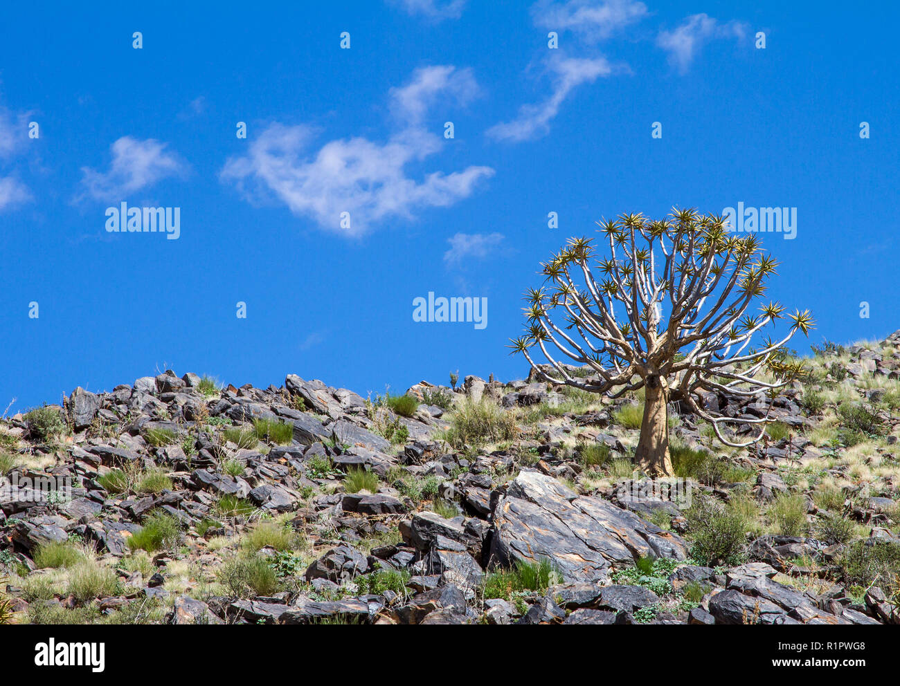 Driving through the arid landscape of the Northern Cape province of ...