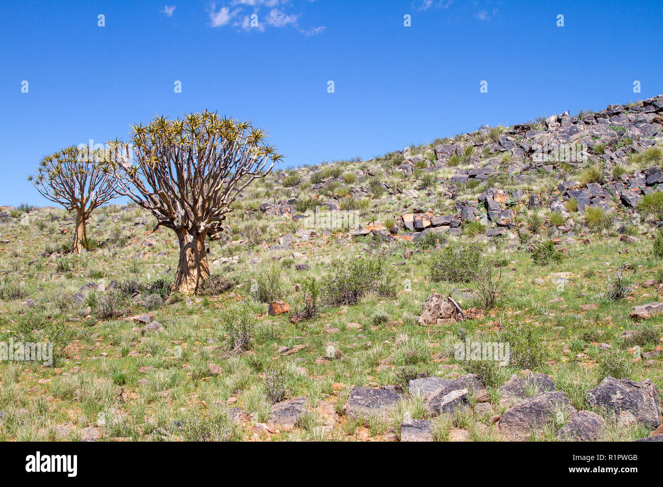 Driving through the arid landscape of the Northern Cape province of ...