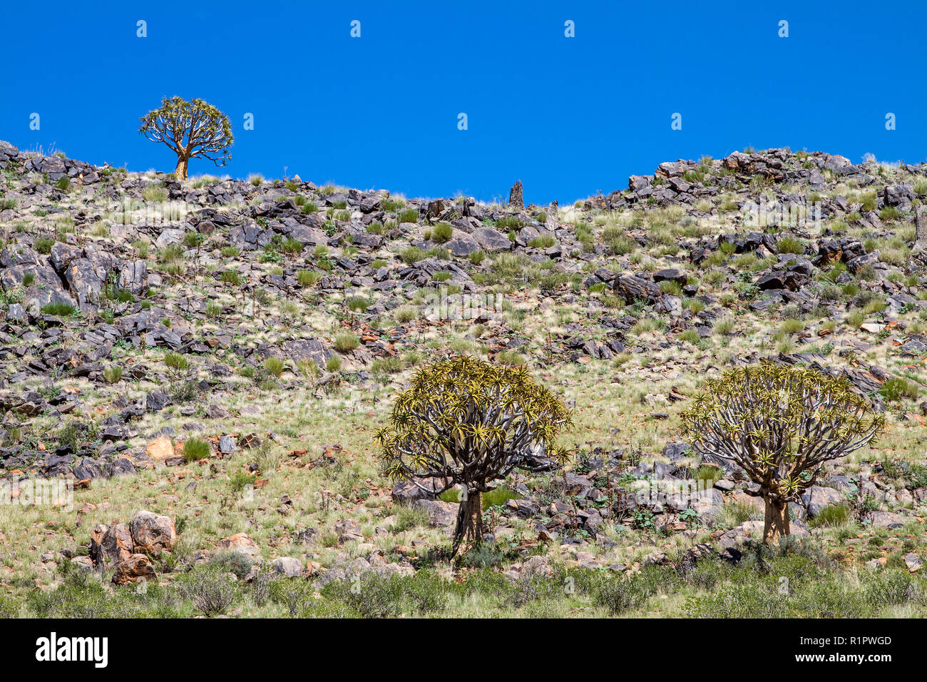 Driving through the arid landscape of the Northern Cape province of ...