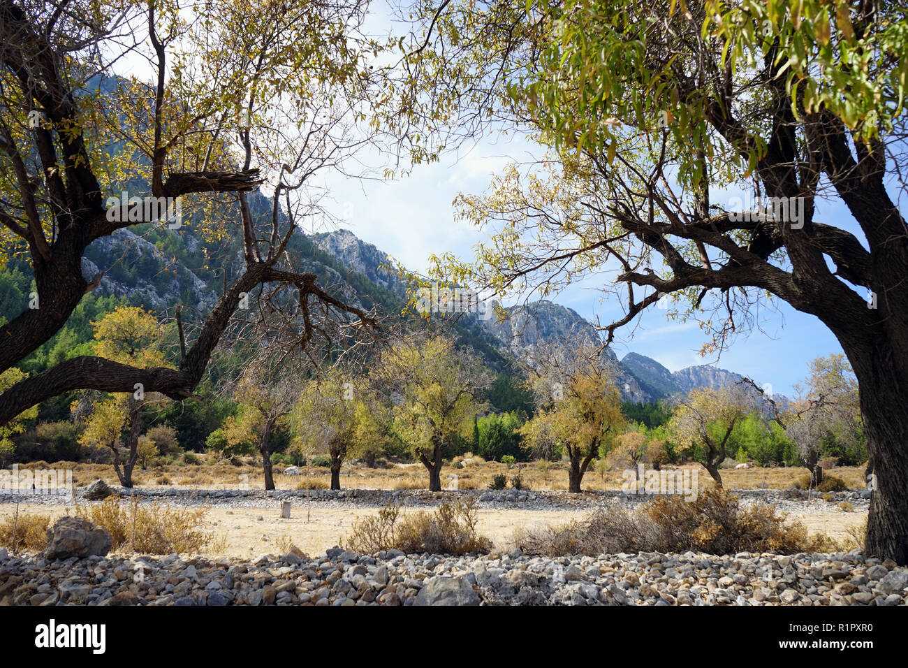 Cyprus trees row hi-res stock photography and images - Alamy