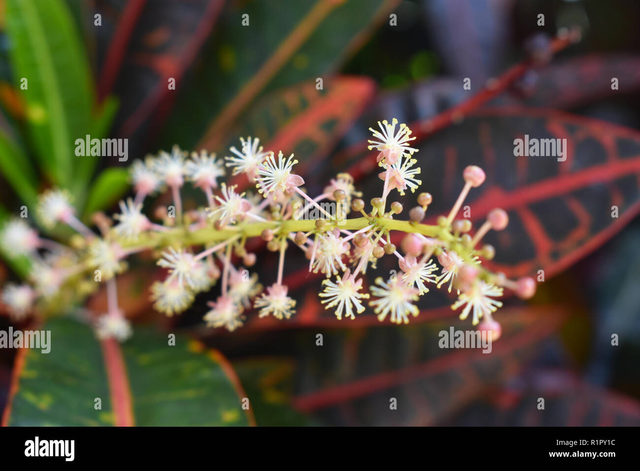 Beautiful creation hi-res stock photography and images - Alamy