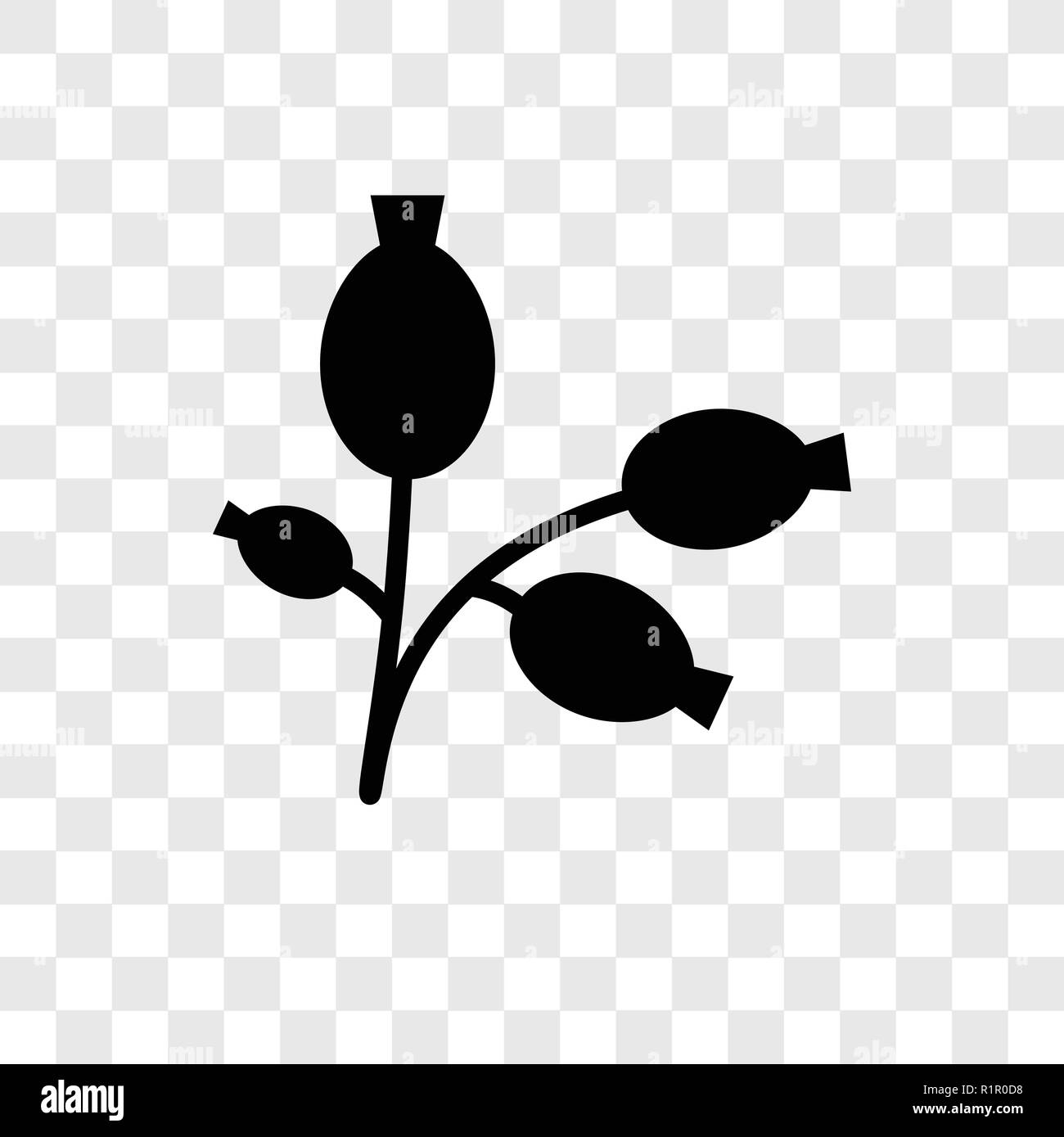 Rosa canina vector icon isolated on transparent background, Rosa canina ...