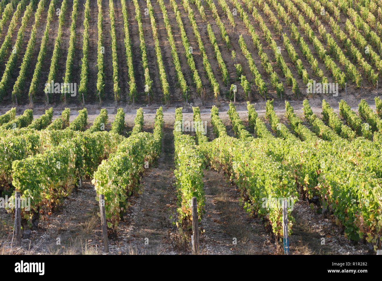 The vineyards of Sancerre, France. The area is known for its fine wines ...