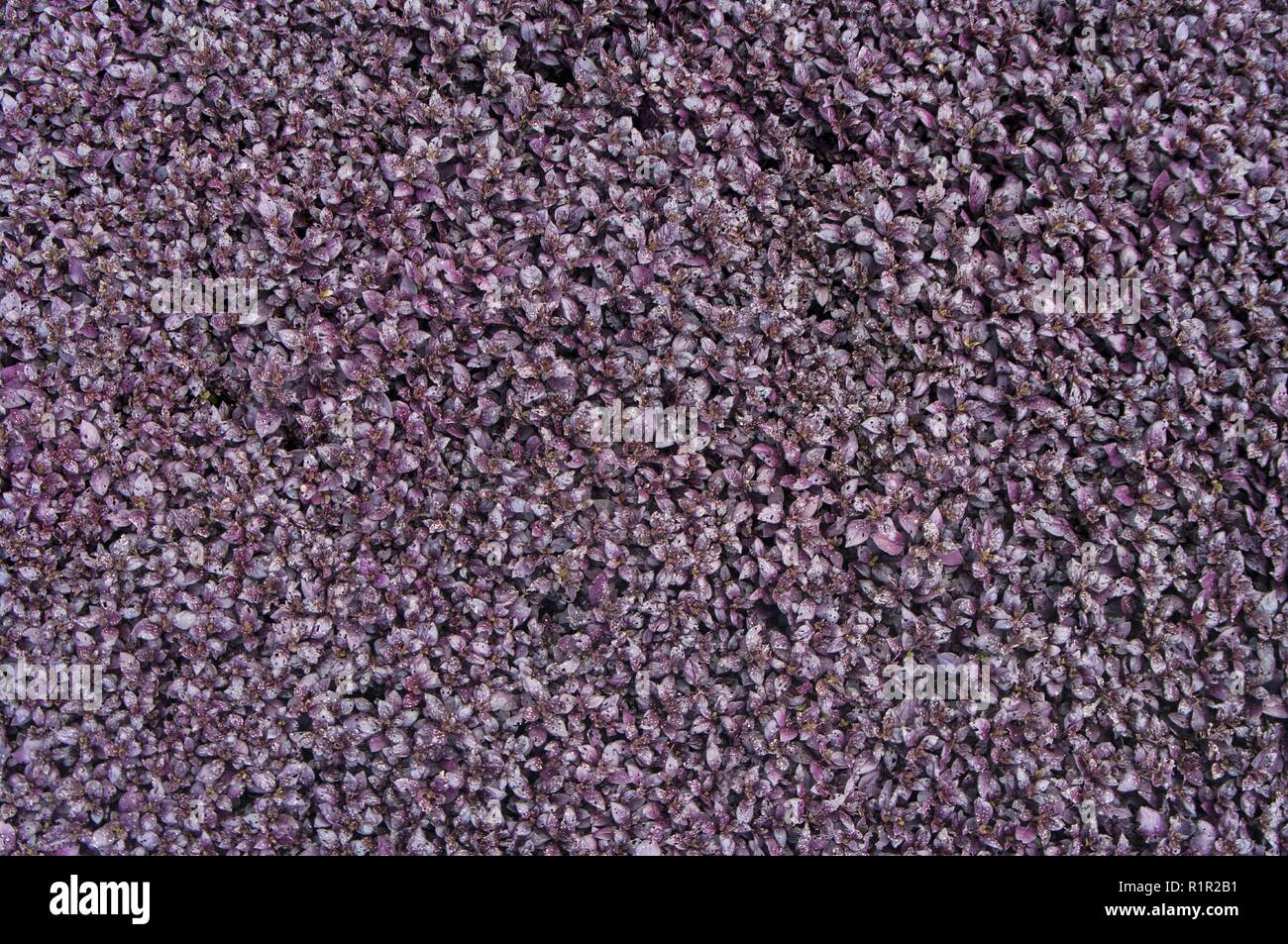 Background image leaves ; Vegetable plants Stock Photo - Alamy