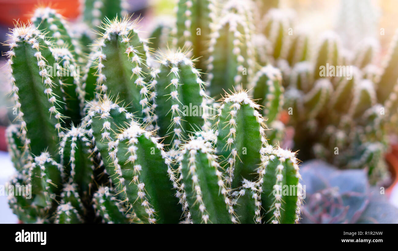 Various types of mini cactus, zebra plant Stock Photo - Alamy