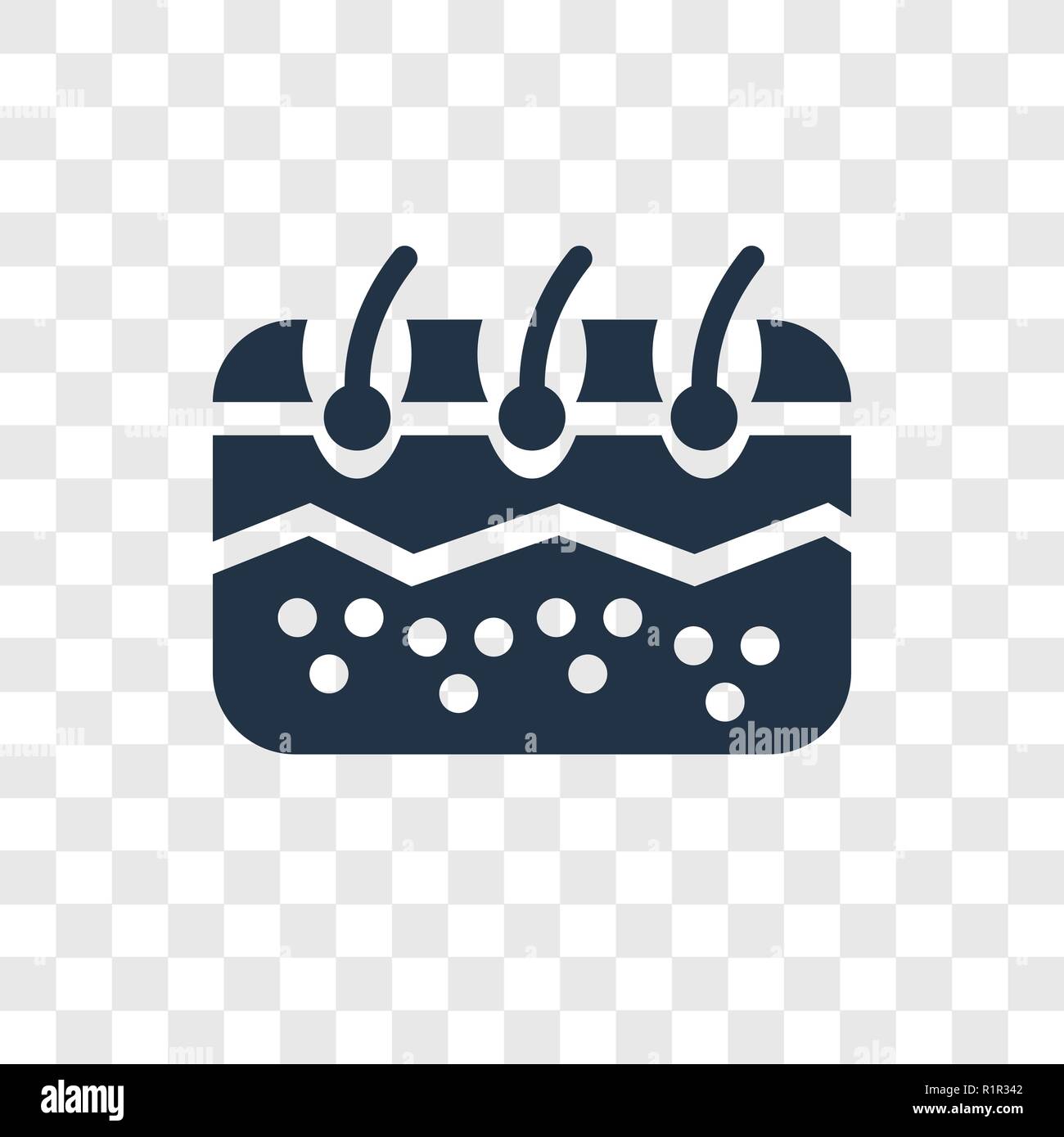 Epidermis vector icon isolated on transparent background, Epidermis ...