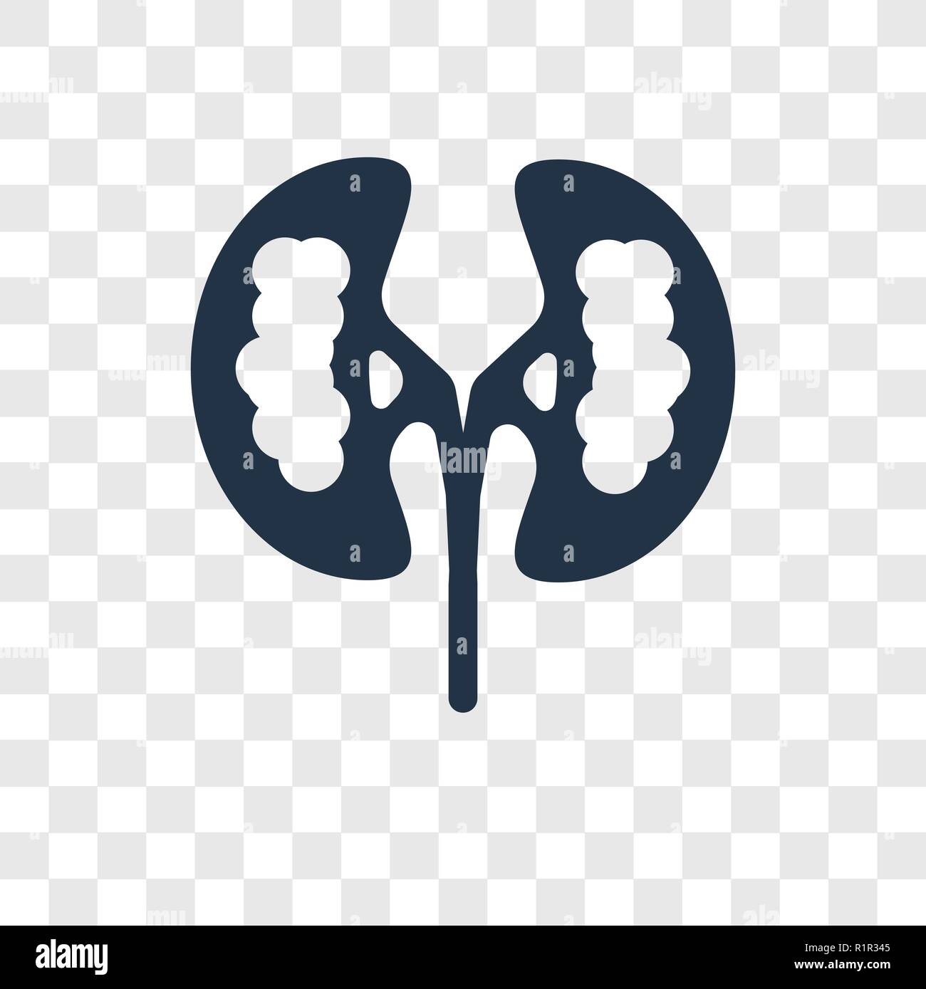 Kidney vector icon isolated on transparent background, Kidney ...