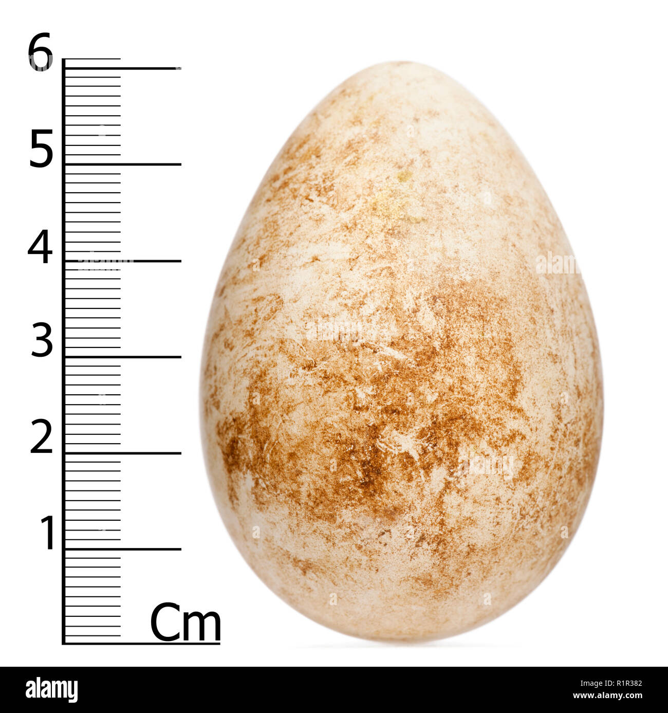 Egg of Atlantic Puffin or Common Puffin with height, Fratercula arctica ...