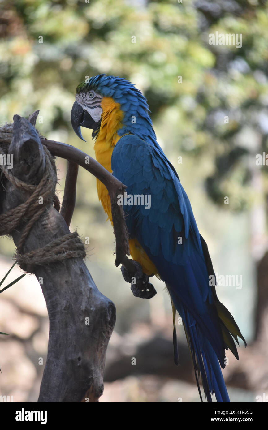 Side profile of a blue and gold macaw sitting on a branch Stock Photo ...