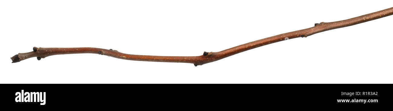 Tree branch in front of white background Stock Photo - Alamy