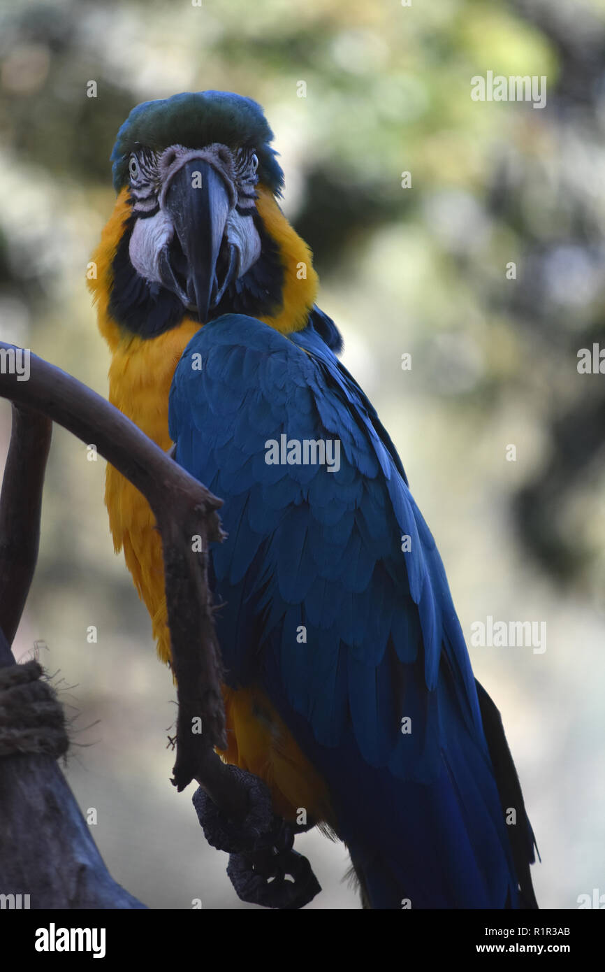 Blue and gold macaw talking and squawking Stock Photo - Alamy