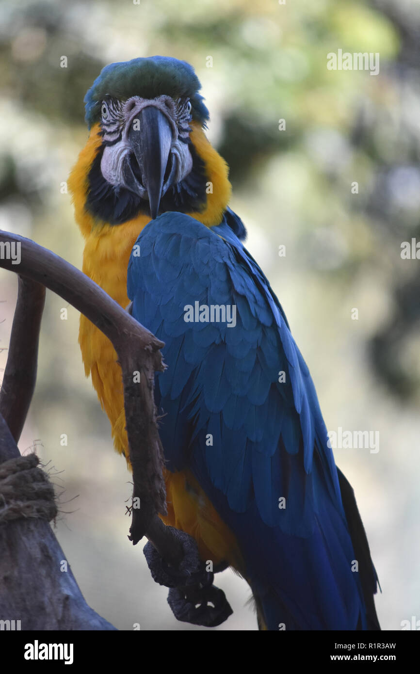 Up close look at the face of a blue and gold macaw parrot Stock Photo ...