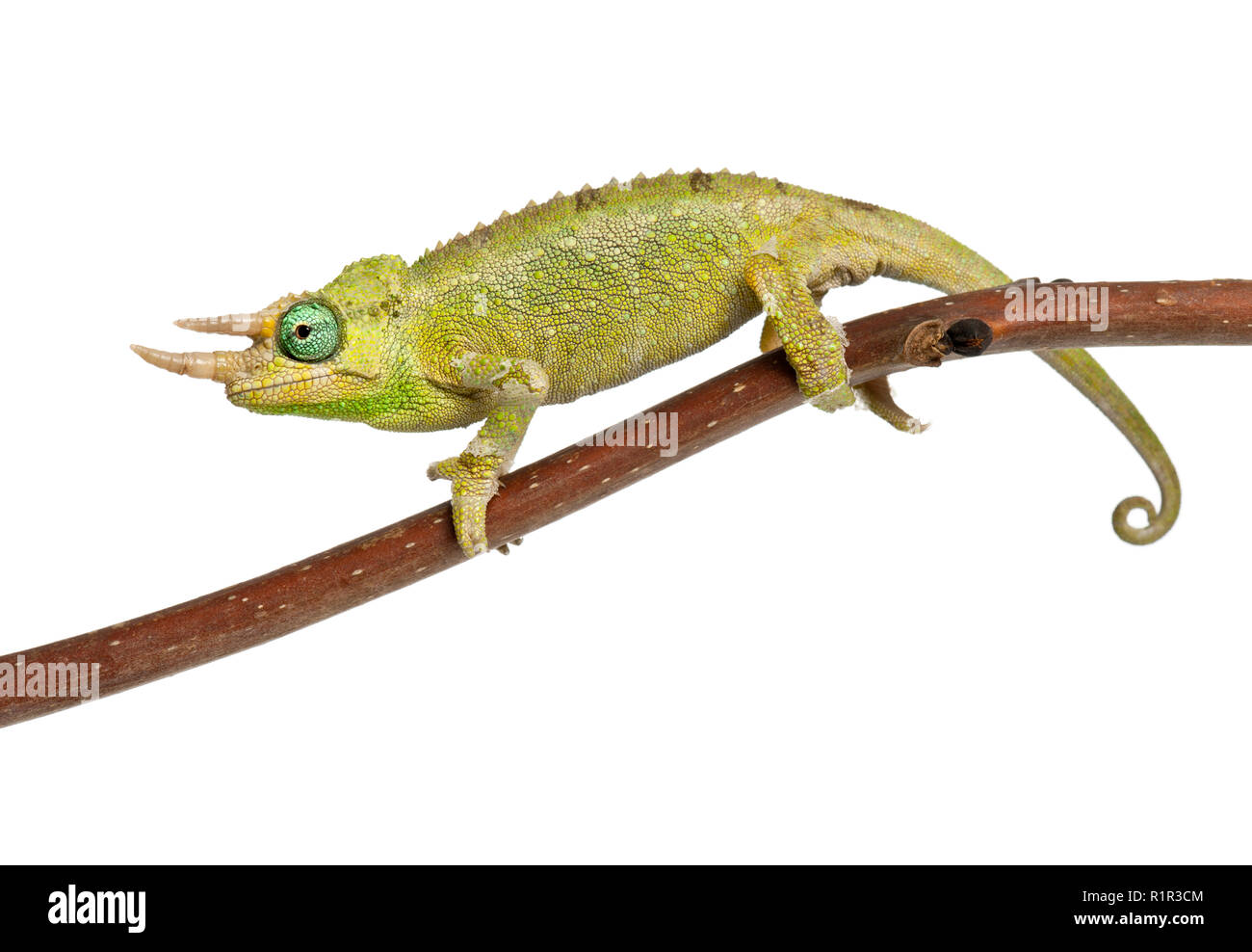 Jacksons Chameleon Chamaeleo Jacksonii High Resolution Stock ...
