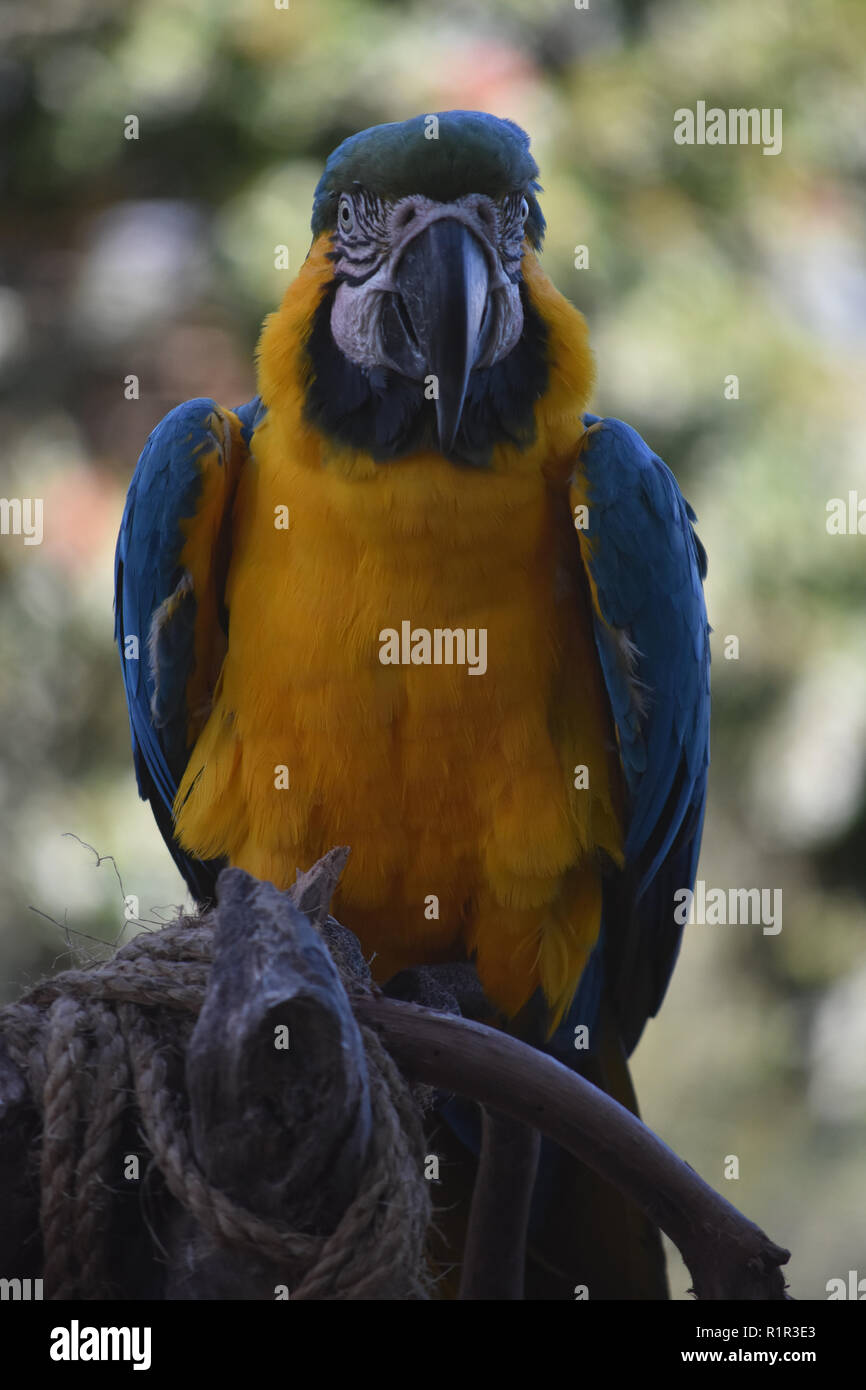Beautiful bright colors on a blue and gold macaw bird Stock Photo - Alamy