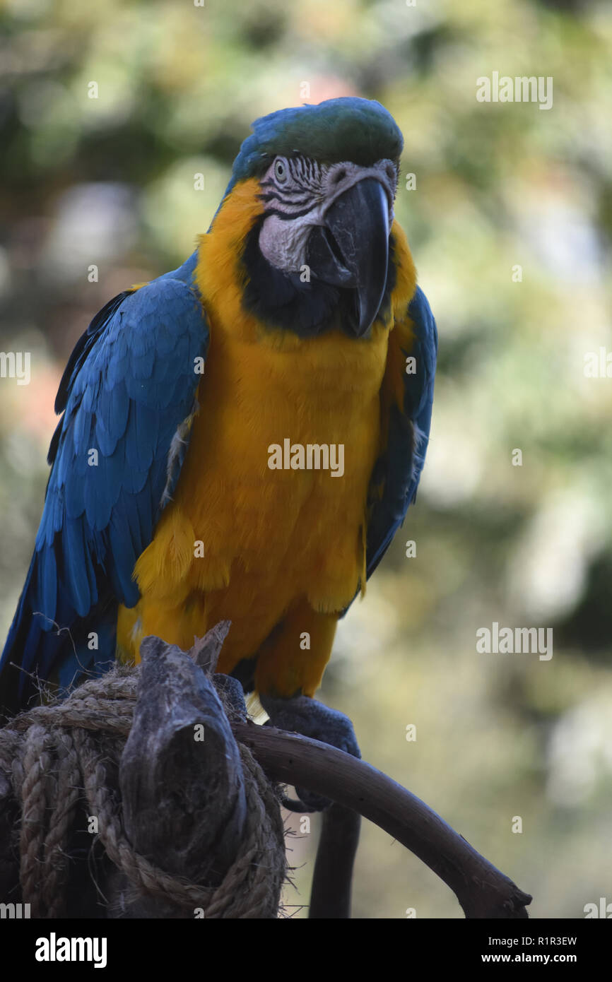 Neotropical parrot also known as a beautiful blue and gold macaw Stock ...