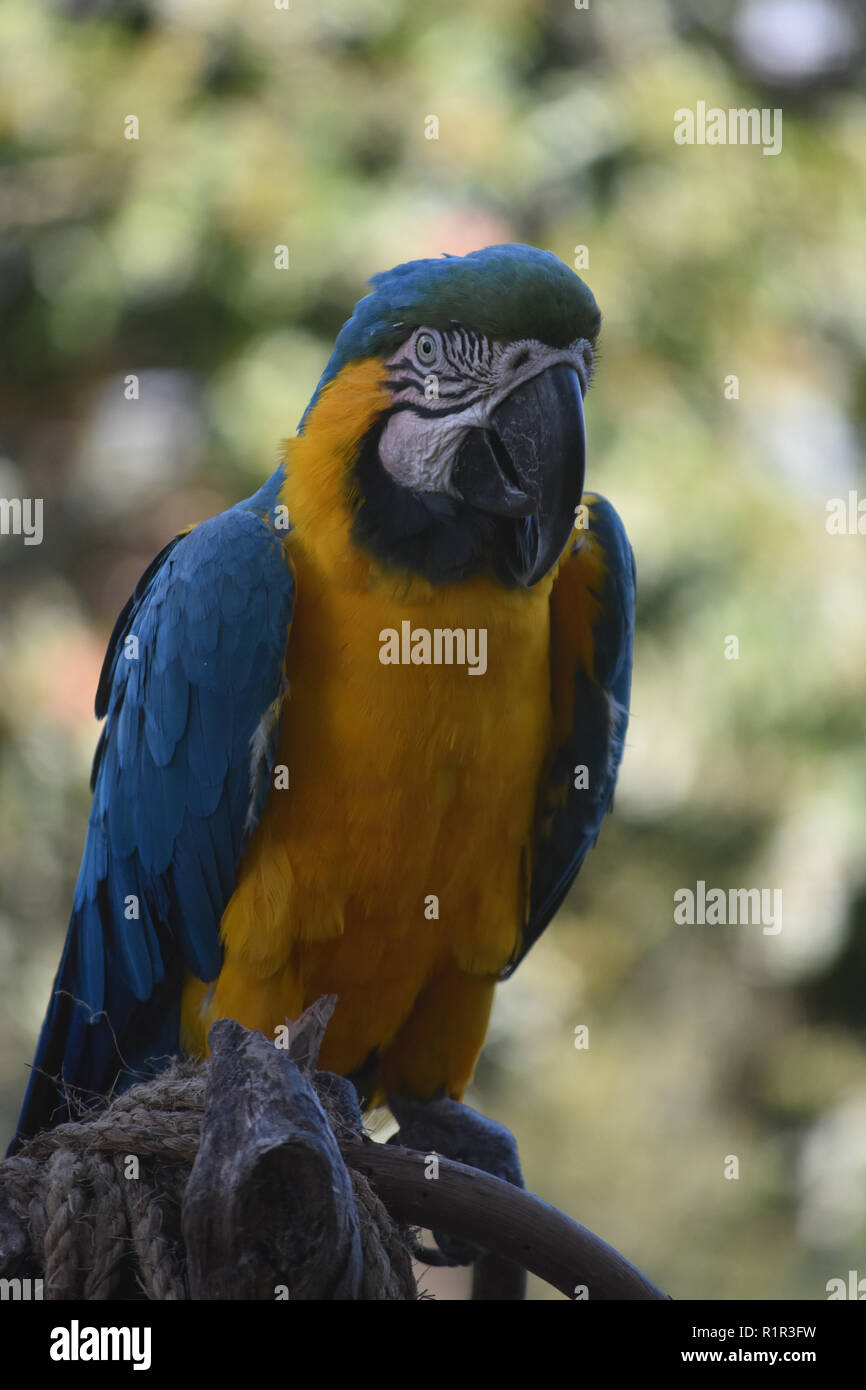 Perch with a Bolivian blue and gold macaw bird Stock Photo - Alamy