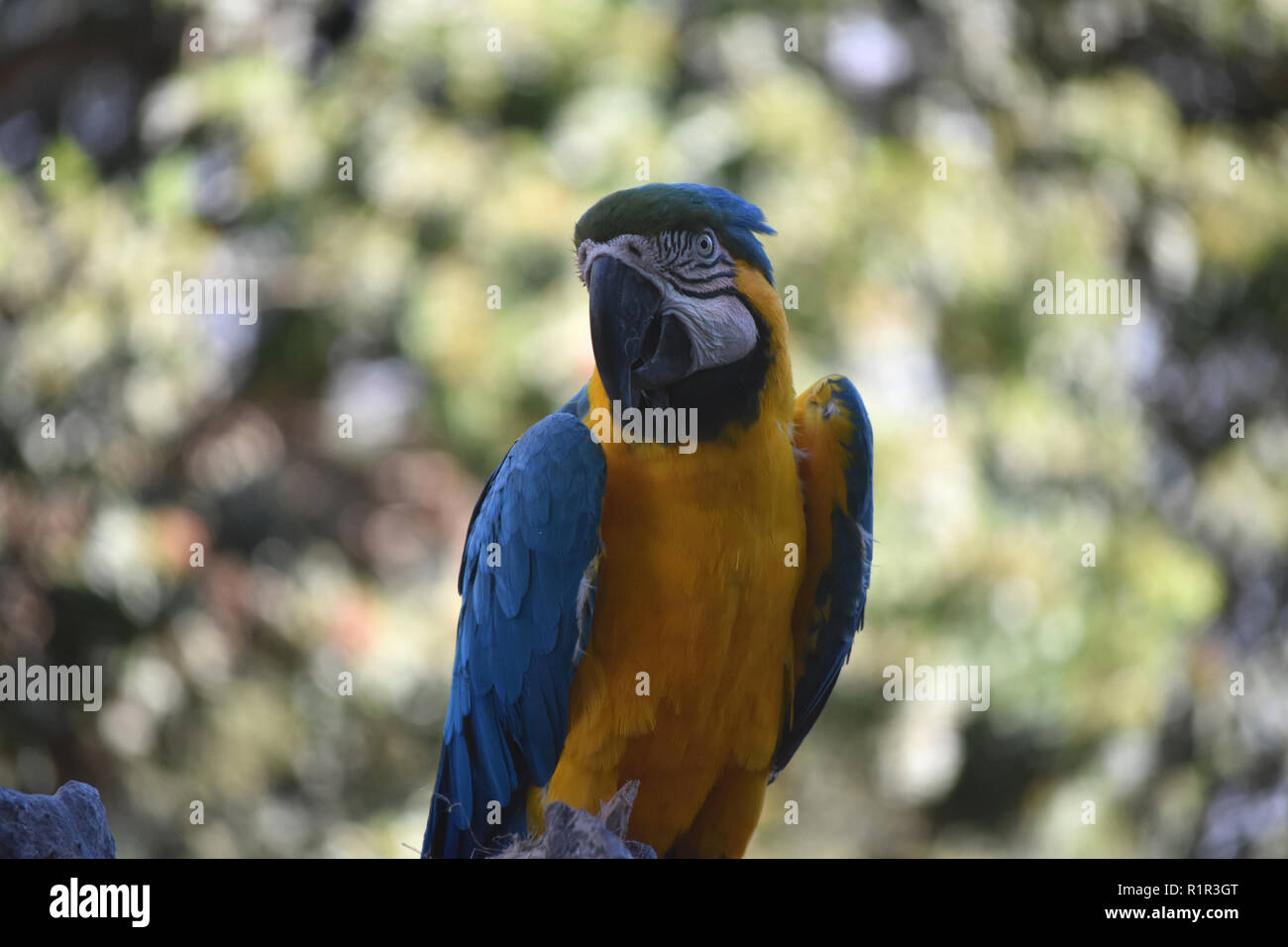 Blue and gold macaw parrot squawking on a perch Stock Photo - Alamy