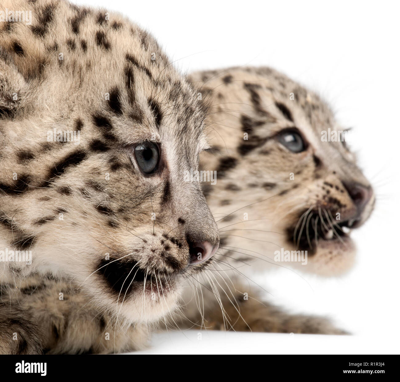 Snow leopards hi-res stock photography and images - Alamy