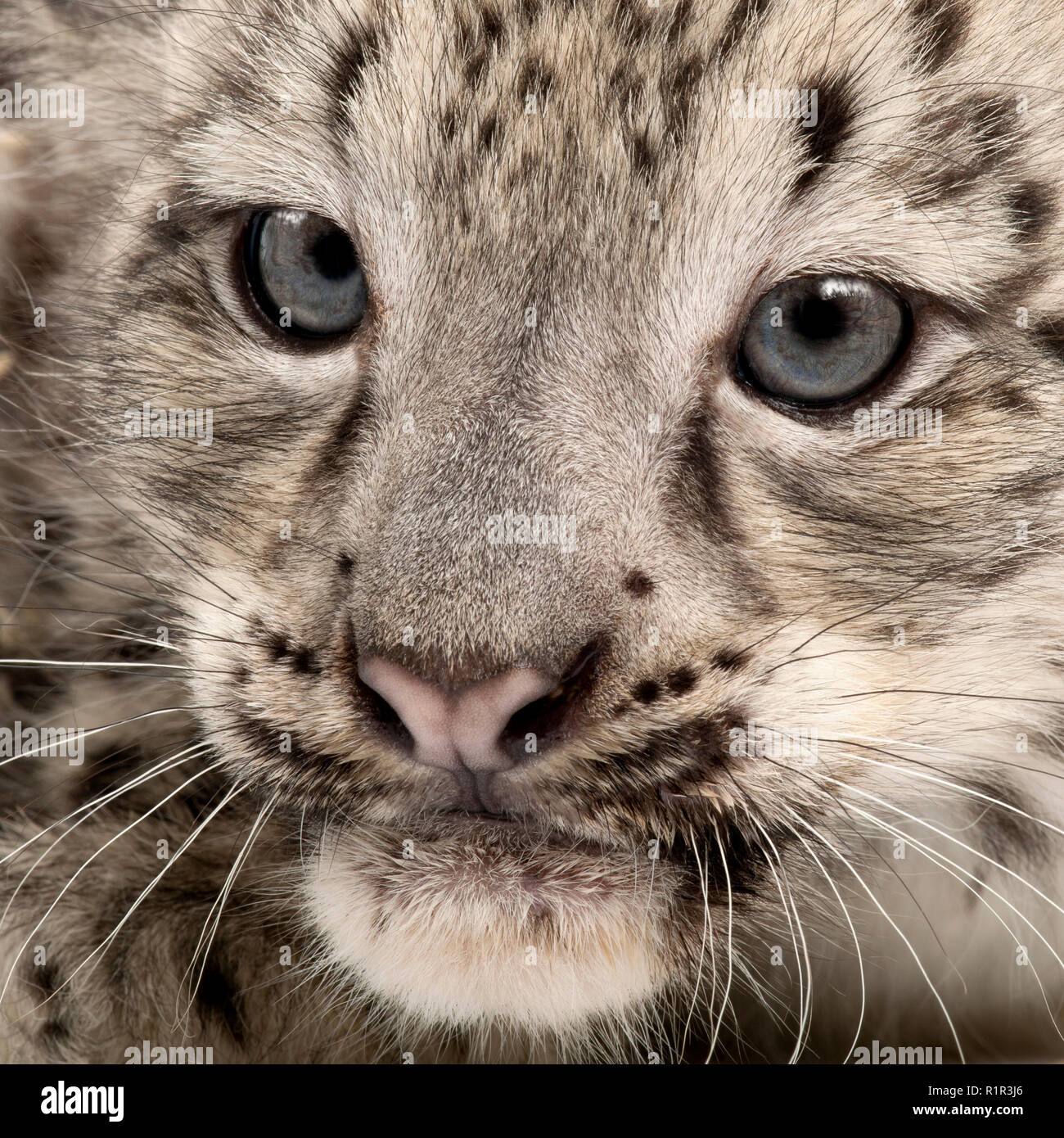 Snow Leopard Eyes Close Up