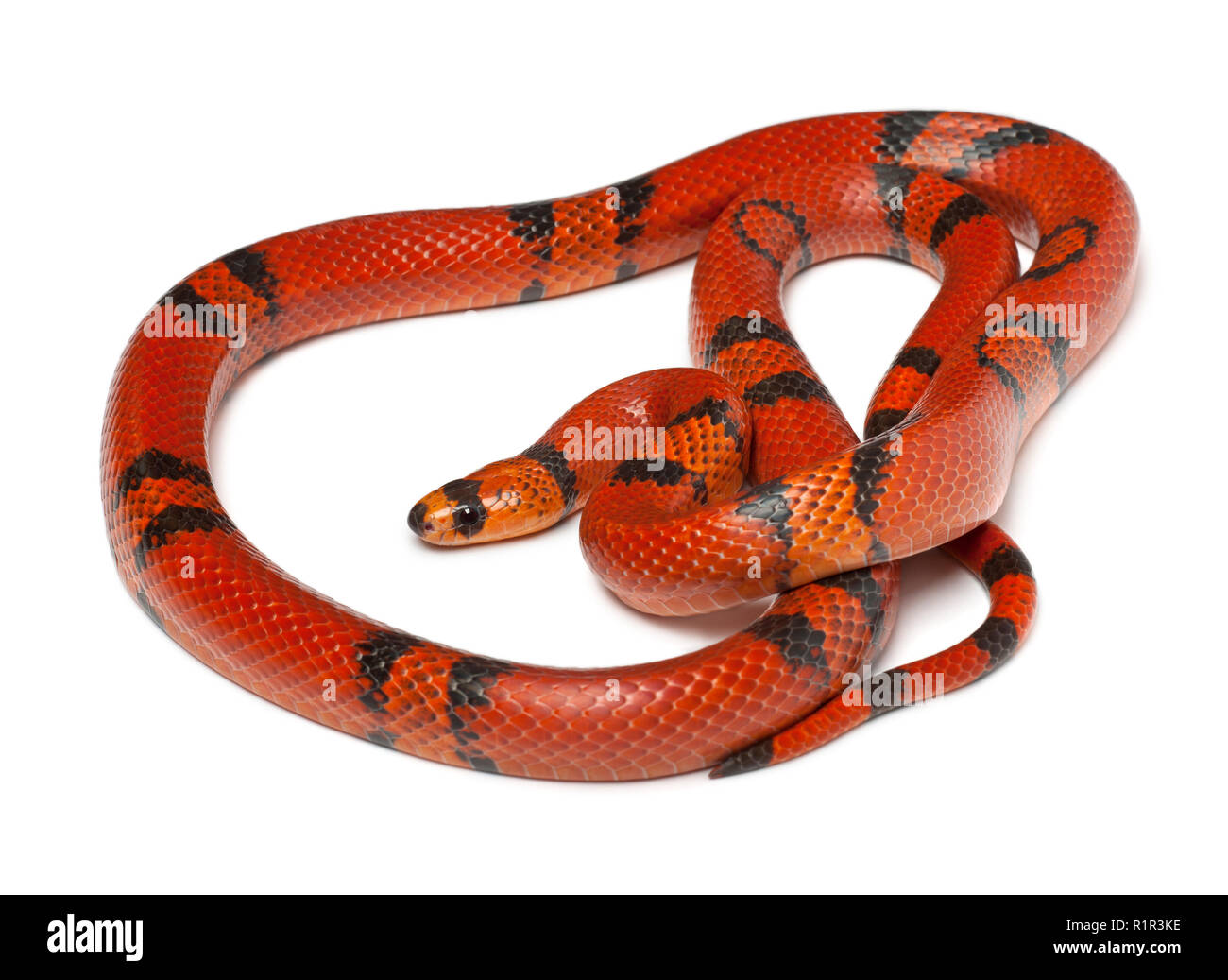 Hypomelanistique honduran milk snake hi-res stock photography and ...