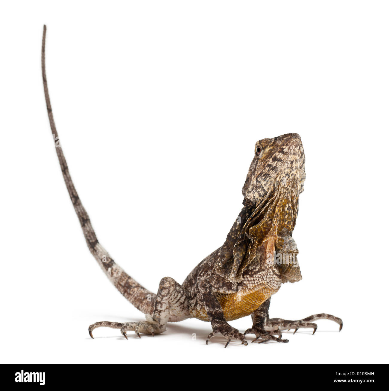 Frill-necked lizard also known as the frilled lizard, Chlamydosaurus ...