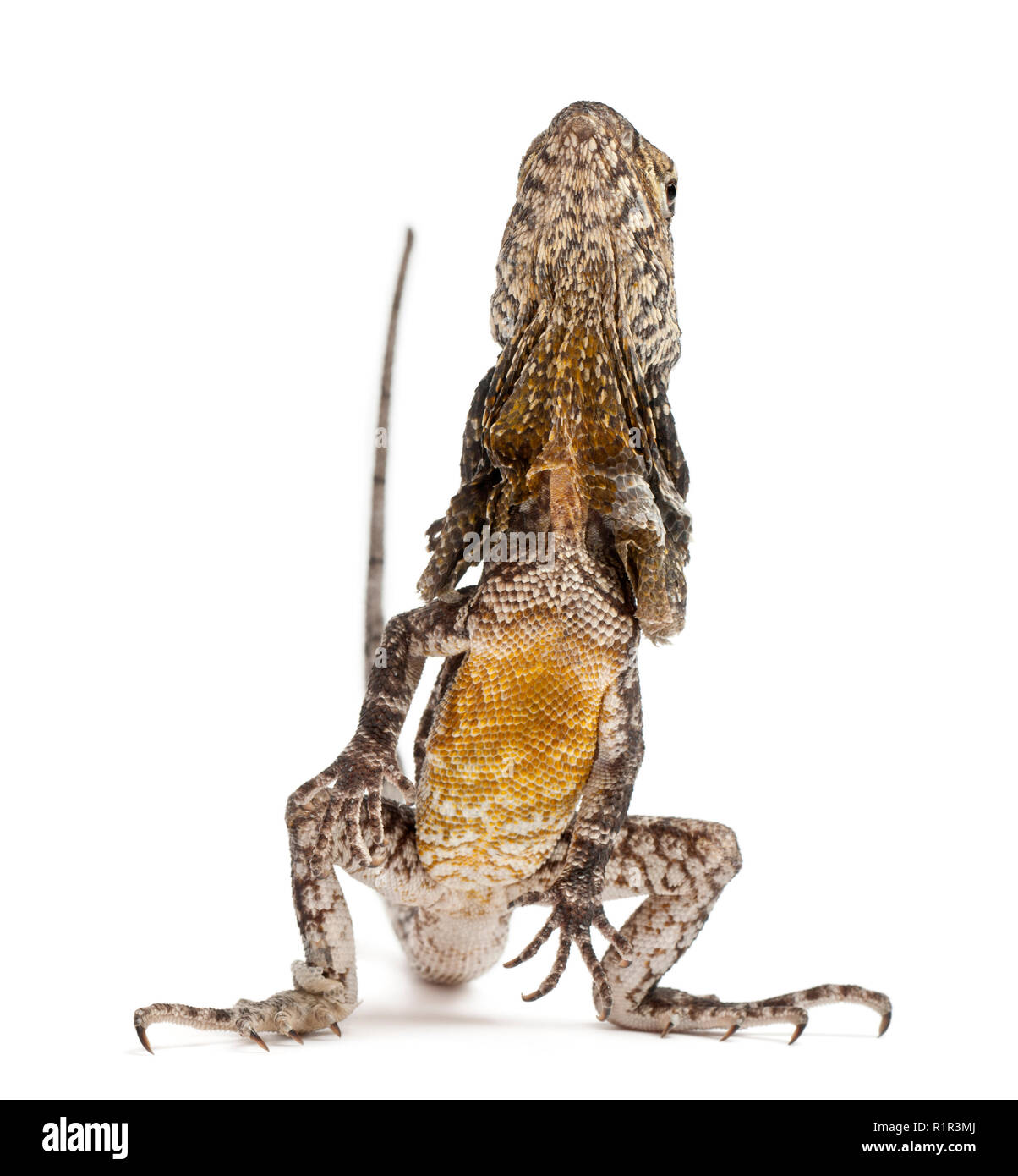 Frilled Lizard Standing