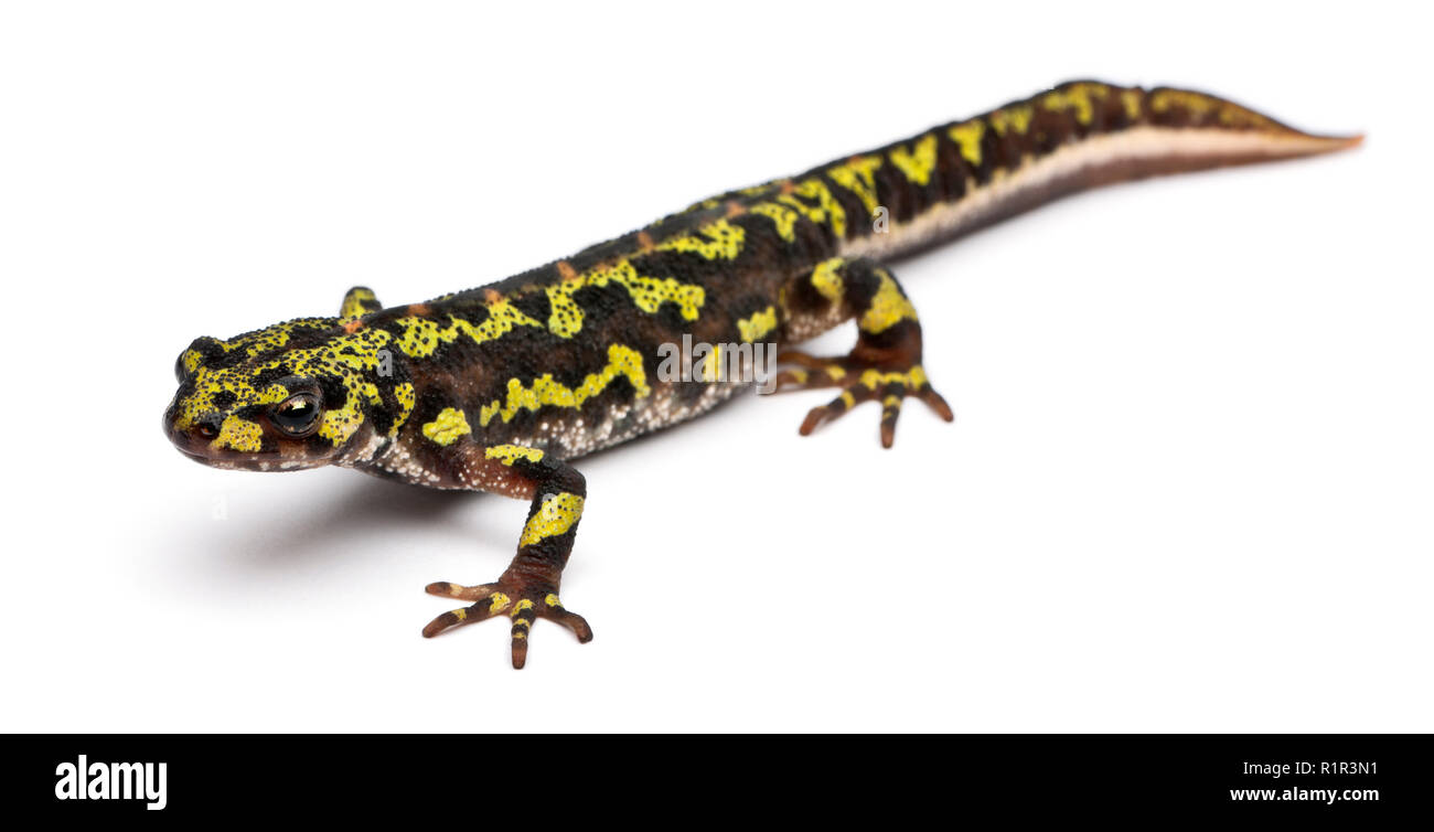 Marbled Newt - Triturus marmoratus Stock Photo - Alamy
