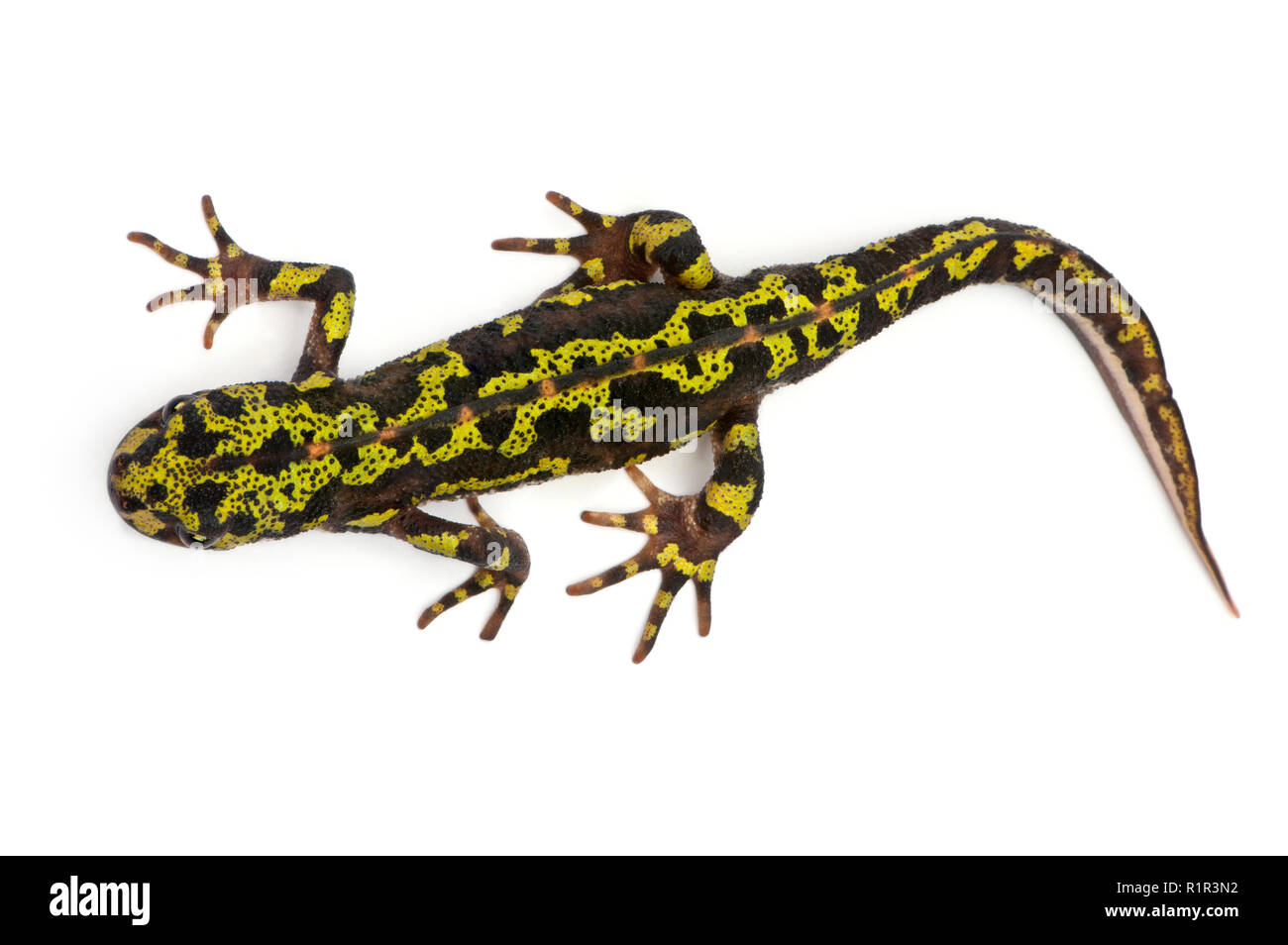Marbled Newt - Triturus marmoratus Stock Photo - Alamy