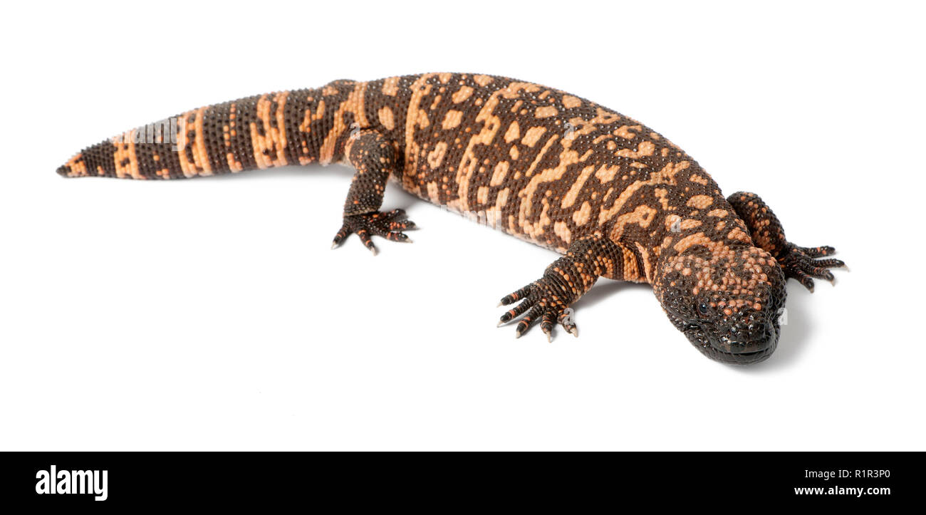 Gila monster - Heloderma suspectum, poisonous, white background Stock ...
