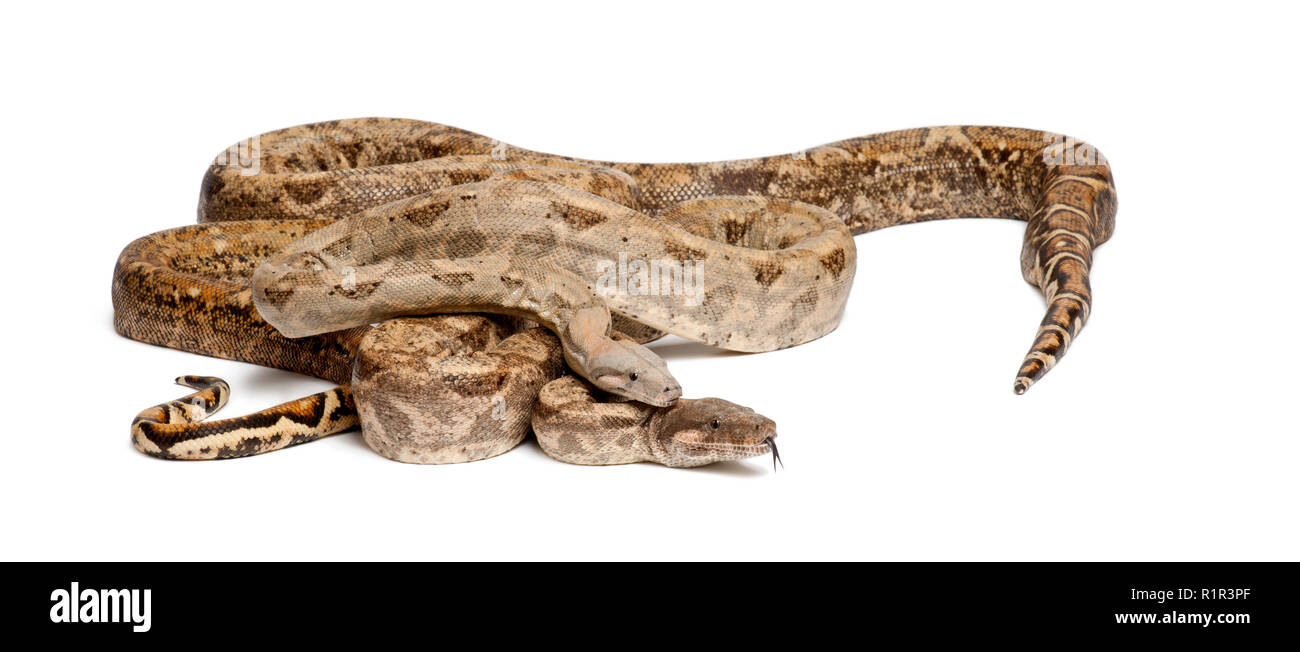 Two Common Northern Boas, Boa constrictor imperator, from Hog Island ...