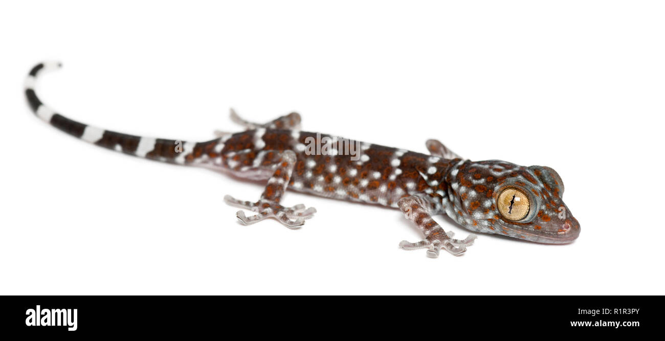 Tokay Gecko, Gekko gecko, portrait against white background Stock Photo ...