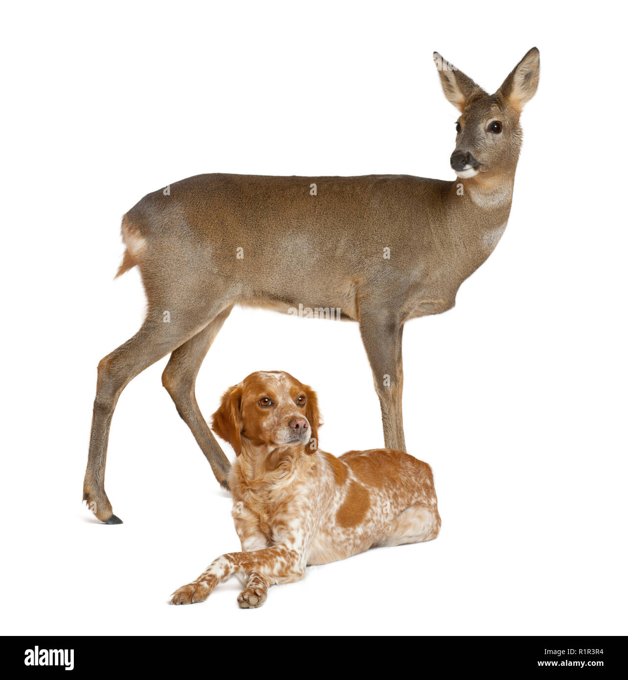 European Roe Deer, Capreolus capreolus, 3 years old, standing with dog ...