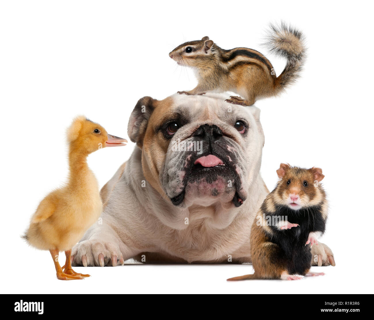 Group of pets in front of white background Stock Photo - Alamy