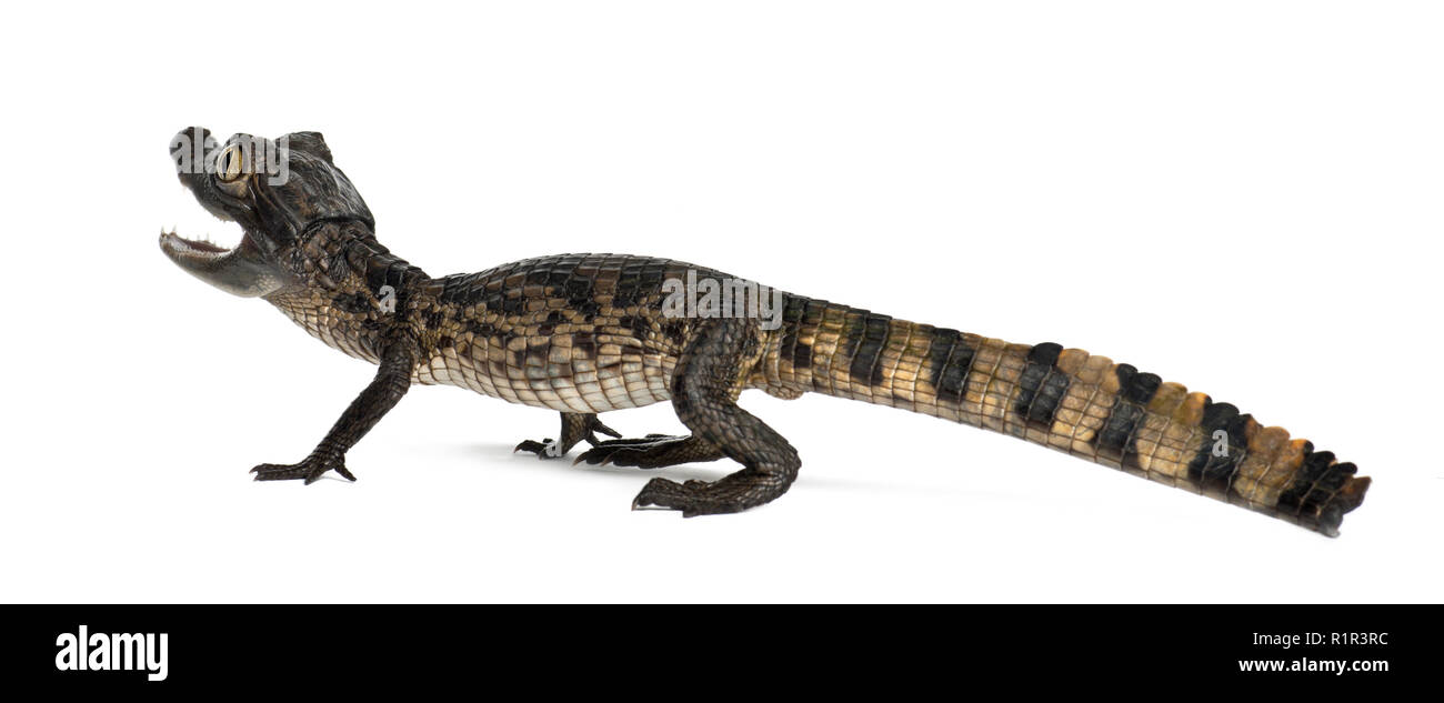 Spectacled Caiman, Caiman crocodilus, also known as a the White Caiman ...